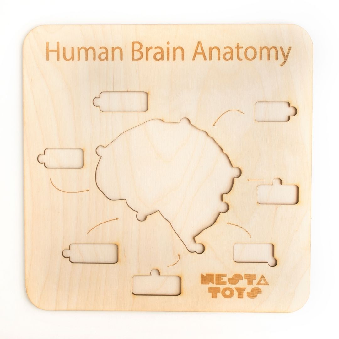 NESTA TOYS - Human Brain Anatomy Puzzle | DIY Coloring Activity (13 Pi ...